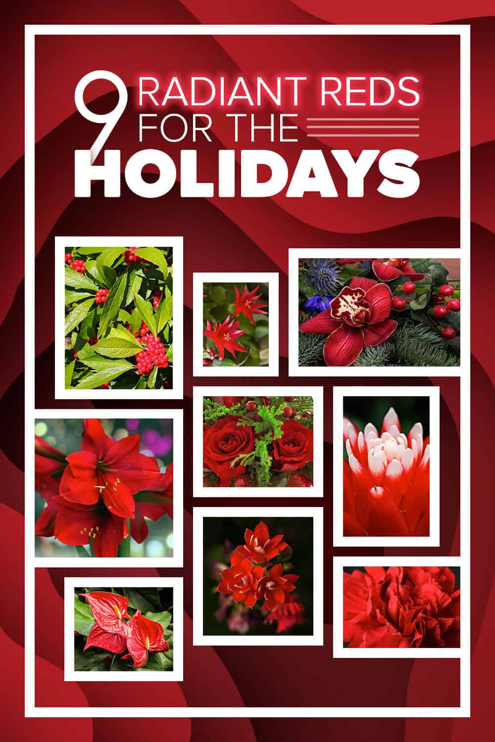 Winter’s Red Flowers to Warm Your Home - Georges Flowers - Georges Flowers